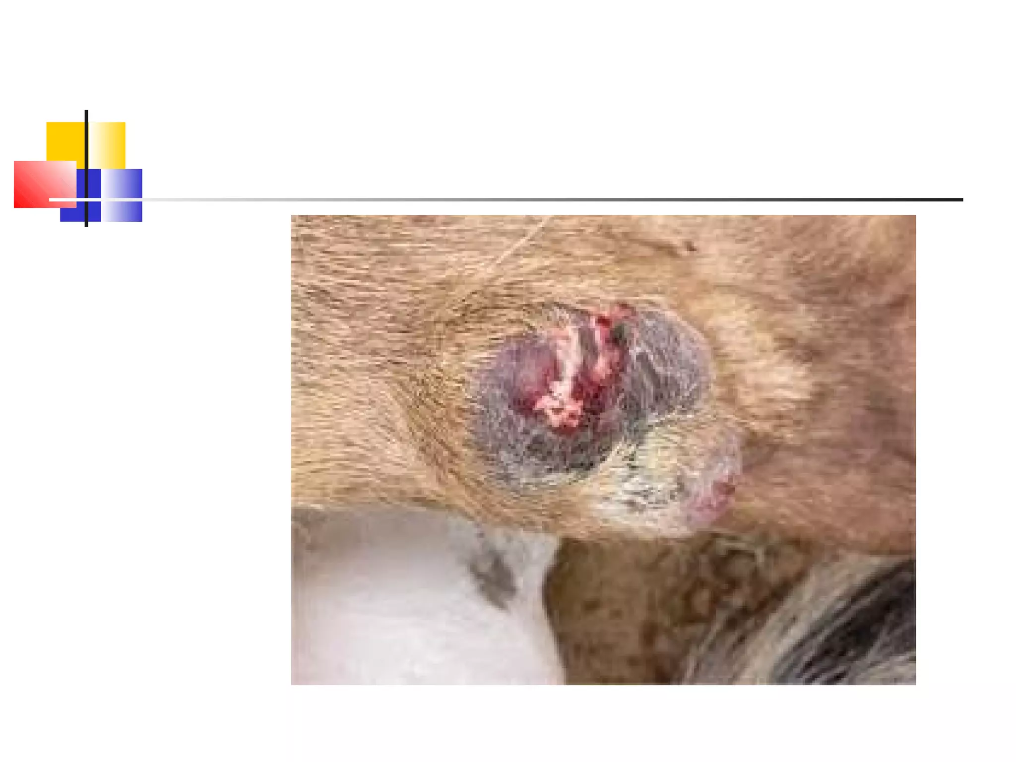 Ulcerative lymphangitis | PPT