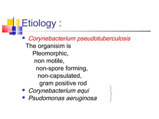 Ulcerative lymphangitis | PPT