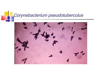 Ulcerative lymphangitis | PPT