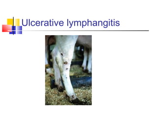 Ulcerative lymphangitis | PPT