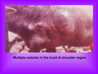 Ulcerative lymphangitis | PPT