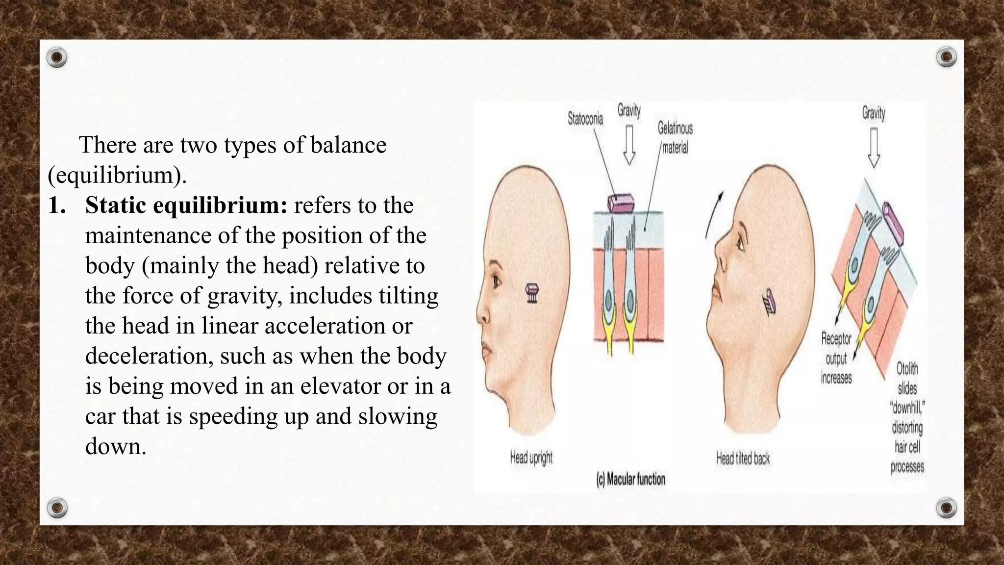 Physiology of hearing and balance | PPTX