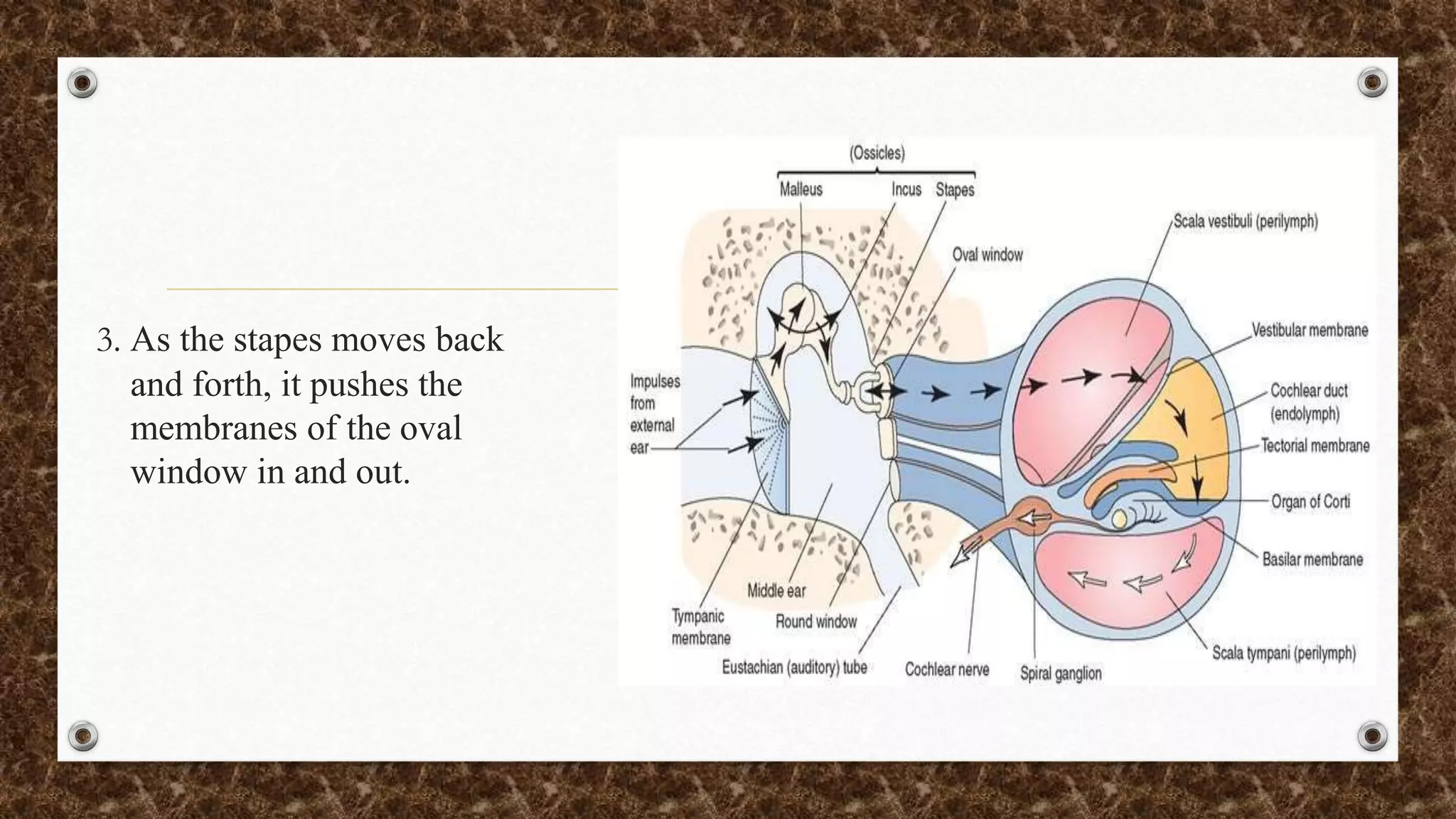 Physiology of hearing and balance | PPTX