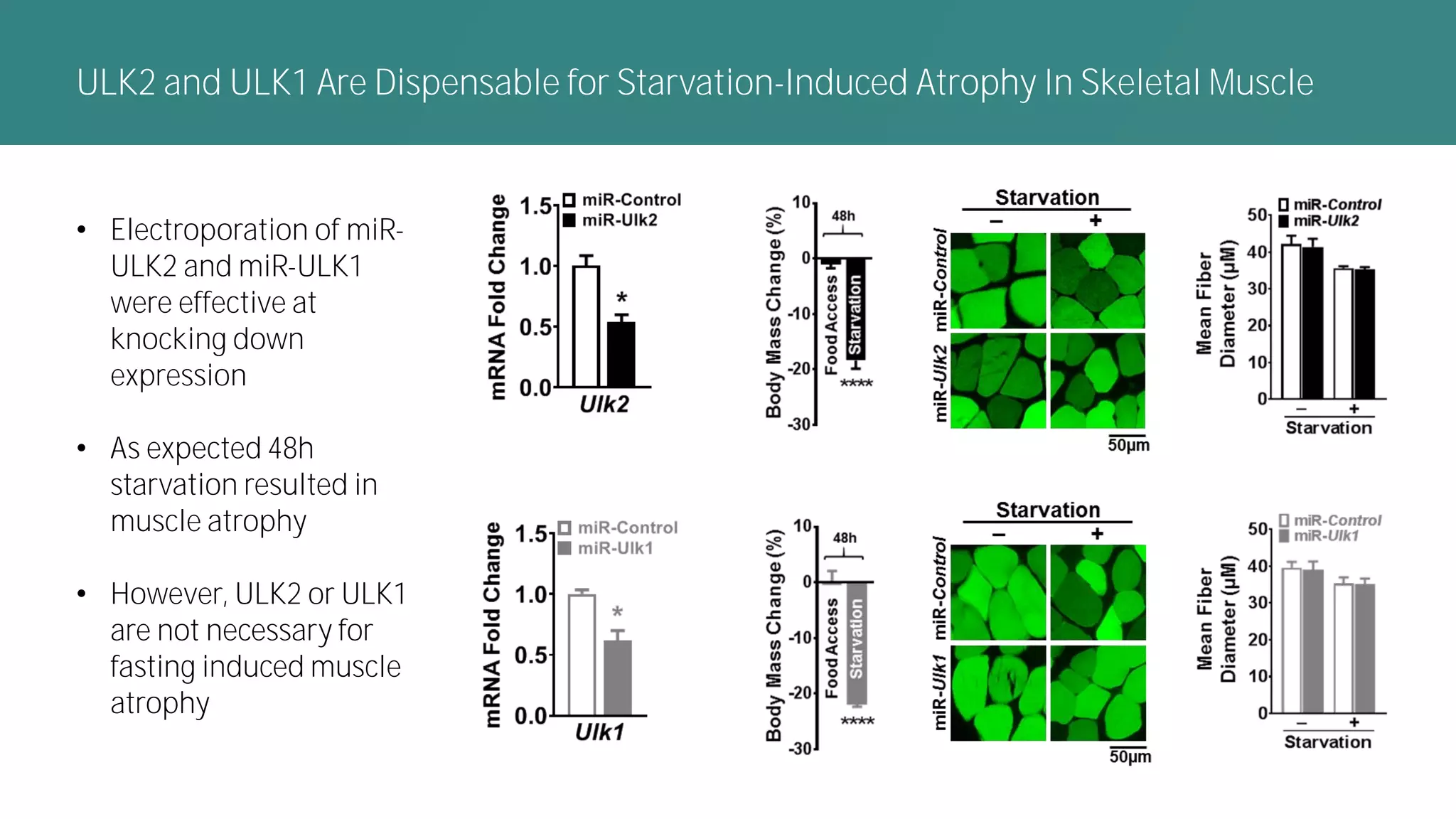 ULK2 is essential for degradation of ubiquitinated protein aggregates ...