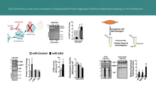 ULK2 is essential for degradation of ubiquitinated protein aggregates ...