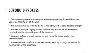 Anatomy of the Ulna: A Detailed Overview for Physiotherapy and Medical ...