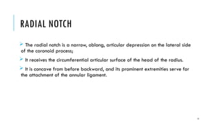 Anatomy of the Ulna: A Detailed Overview for Physiotherapy and Medical ...