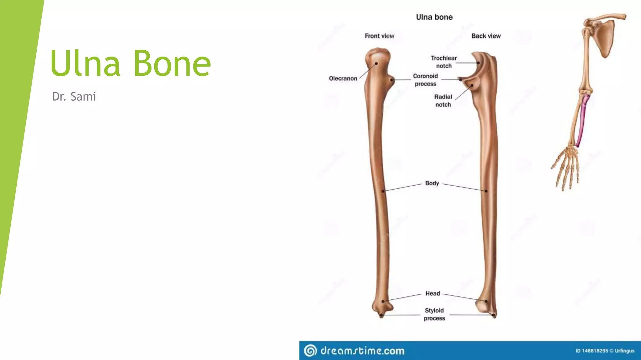 Ulna Bone Anatomy | PPTX