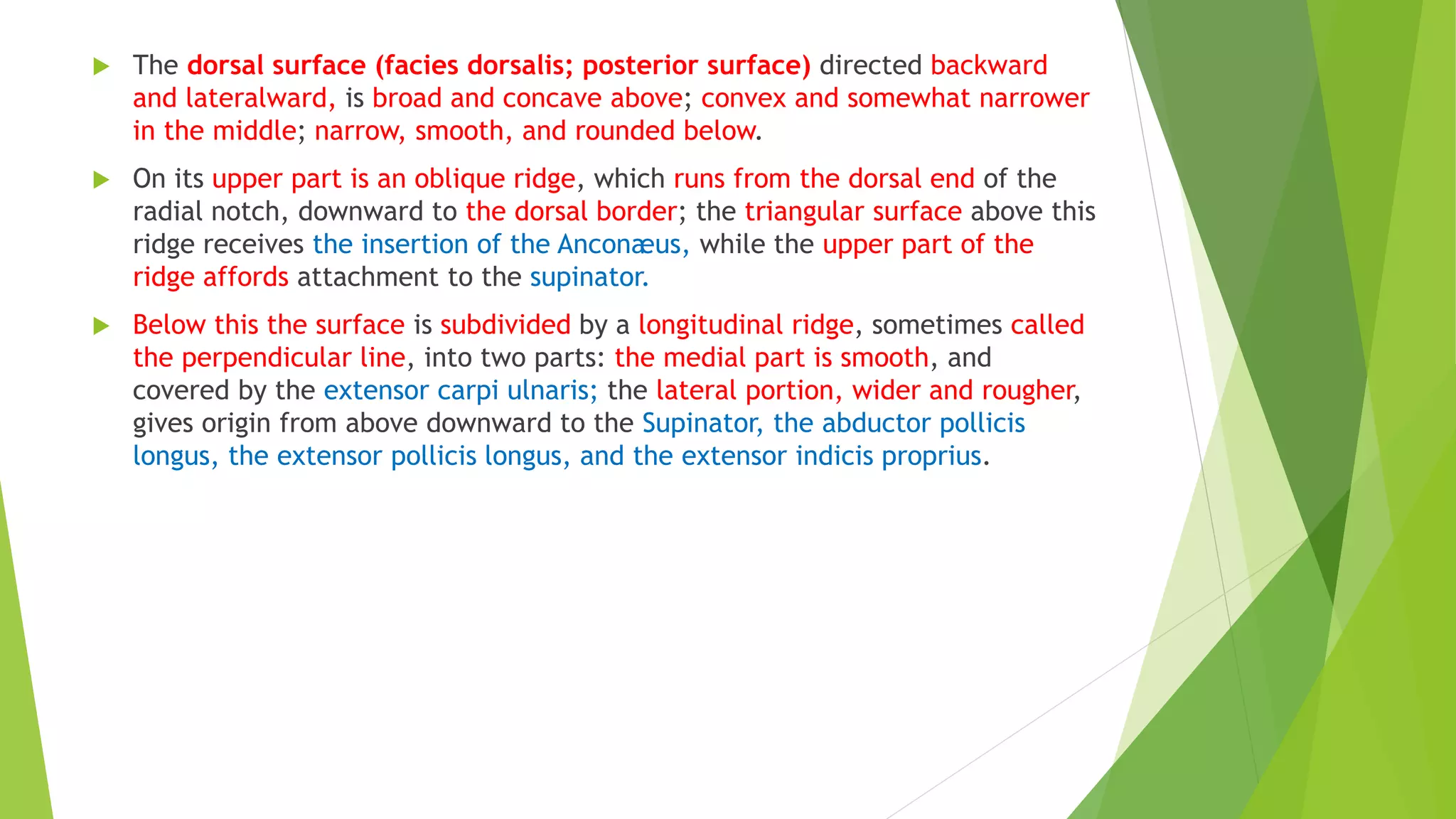 Ulna Bone Anatomy | PPTX