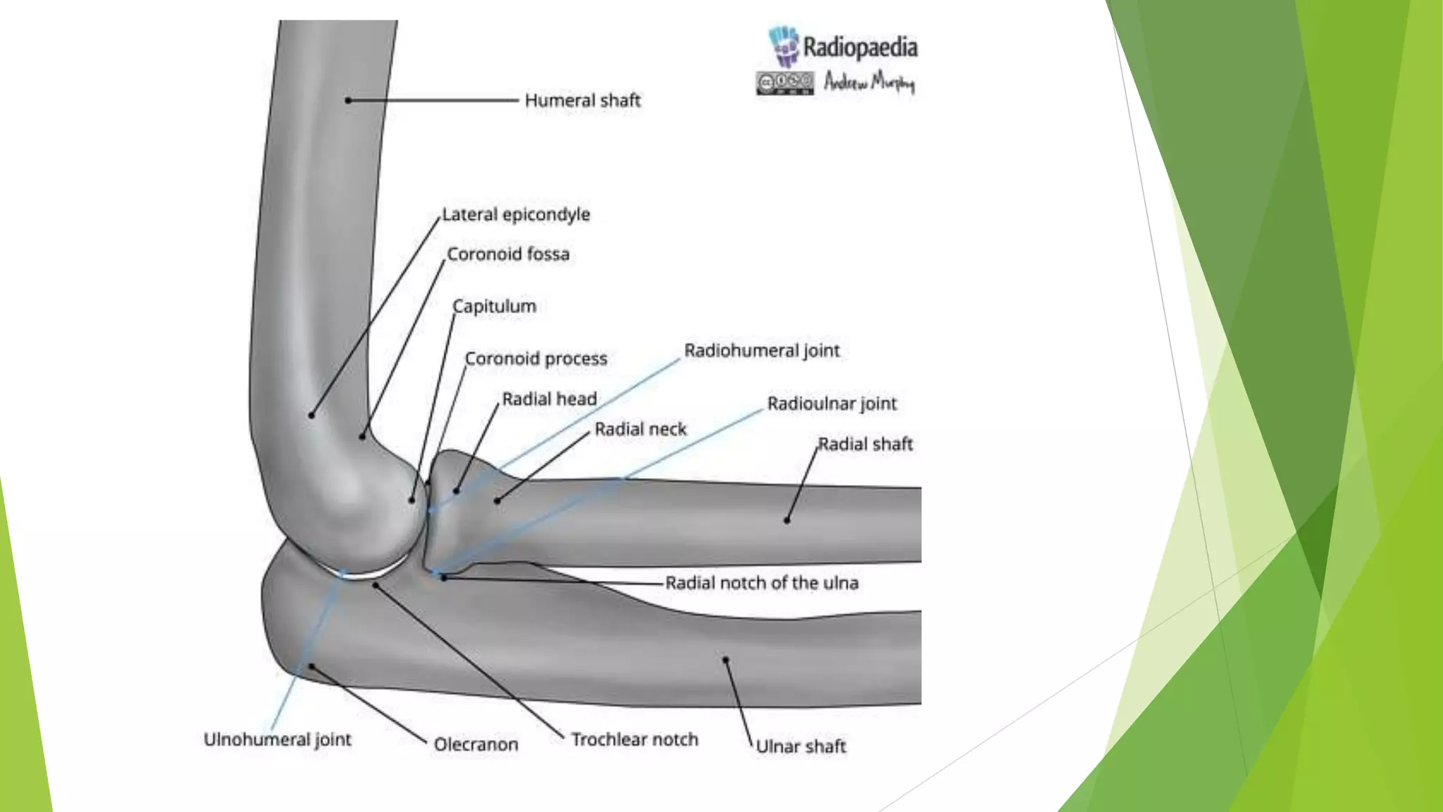 Ulna Bone Anatomy | PPTX
