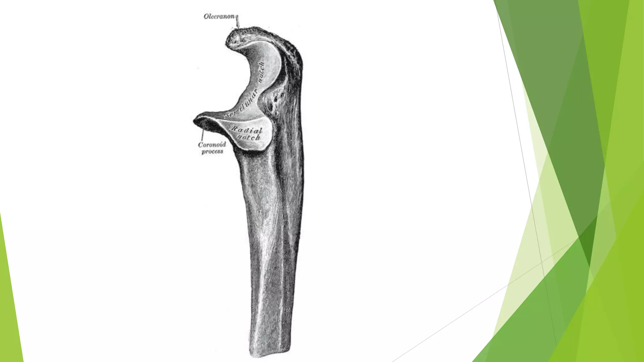 Ulna Bone Anatomy | PPTX