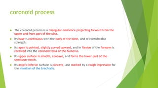 Ulna Bone Anatomy | PPTX