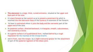 Ulna Bone Anatomy | PPTX