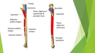 Ulna Bone Anatomy | PPTX