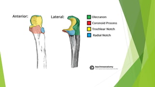 Trochlear Notch Of Ulna