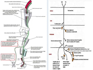 Ulnar, Accessory, Axillar, Long thoracic nerve.pptx