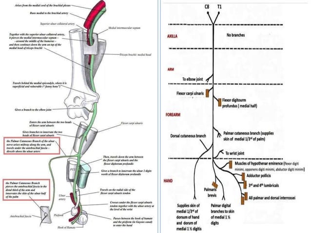 Ulnar, Accessory, Axillar, Long thoracic nerve.pptx