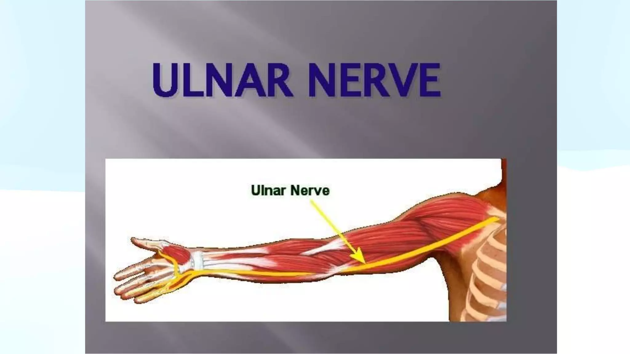 ULNAR AND MEDIAN NERVE INJURY.pptx | Death, Injury, or Military ...