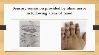 Ulnar claw and ulnar paradox by medicocyte.com
