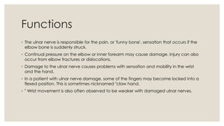 Ulnar nerve | PPTX