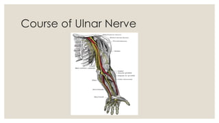 Ulnar nerve | PPTX