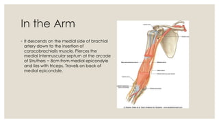 Ulnar nerve | PPTX
