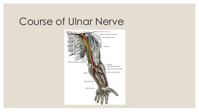 Ulnar nerve