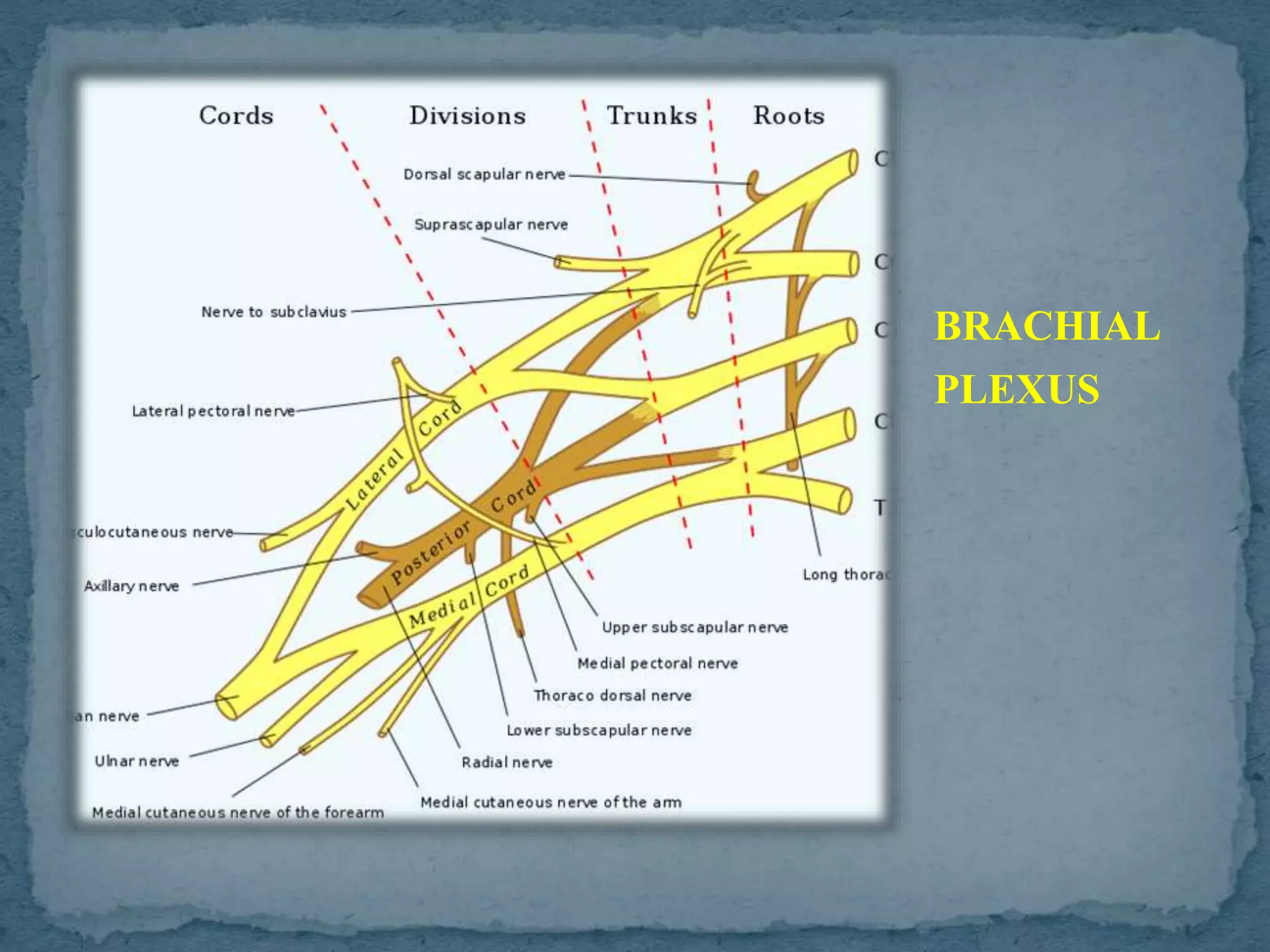 Ulnar nerve | PPTX