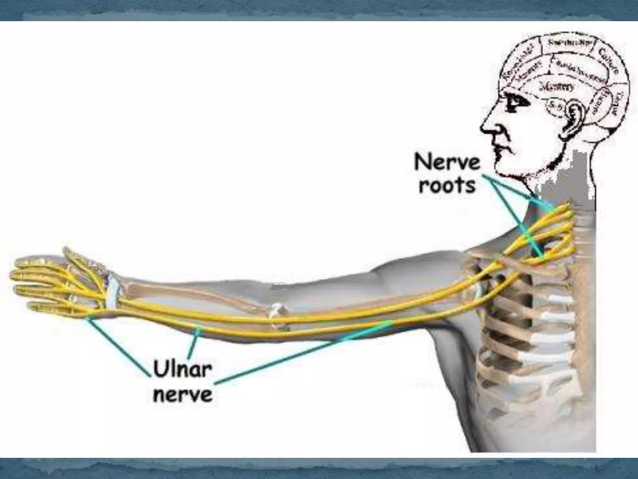 Ulnar nerve | PPTX
