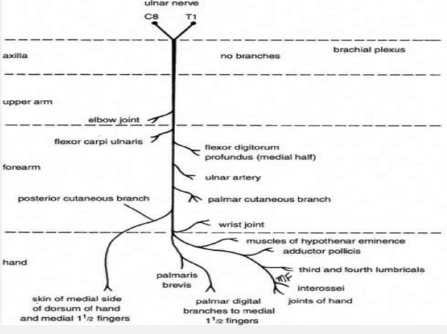 Ulnar nerve | PPTX | Death, Injury, or Military Conflict | Sensitive Topics