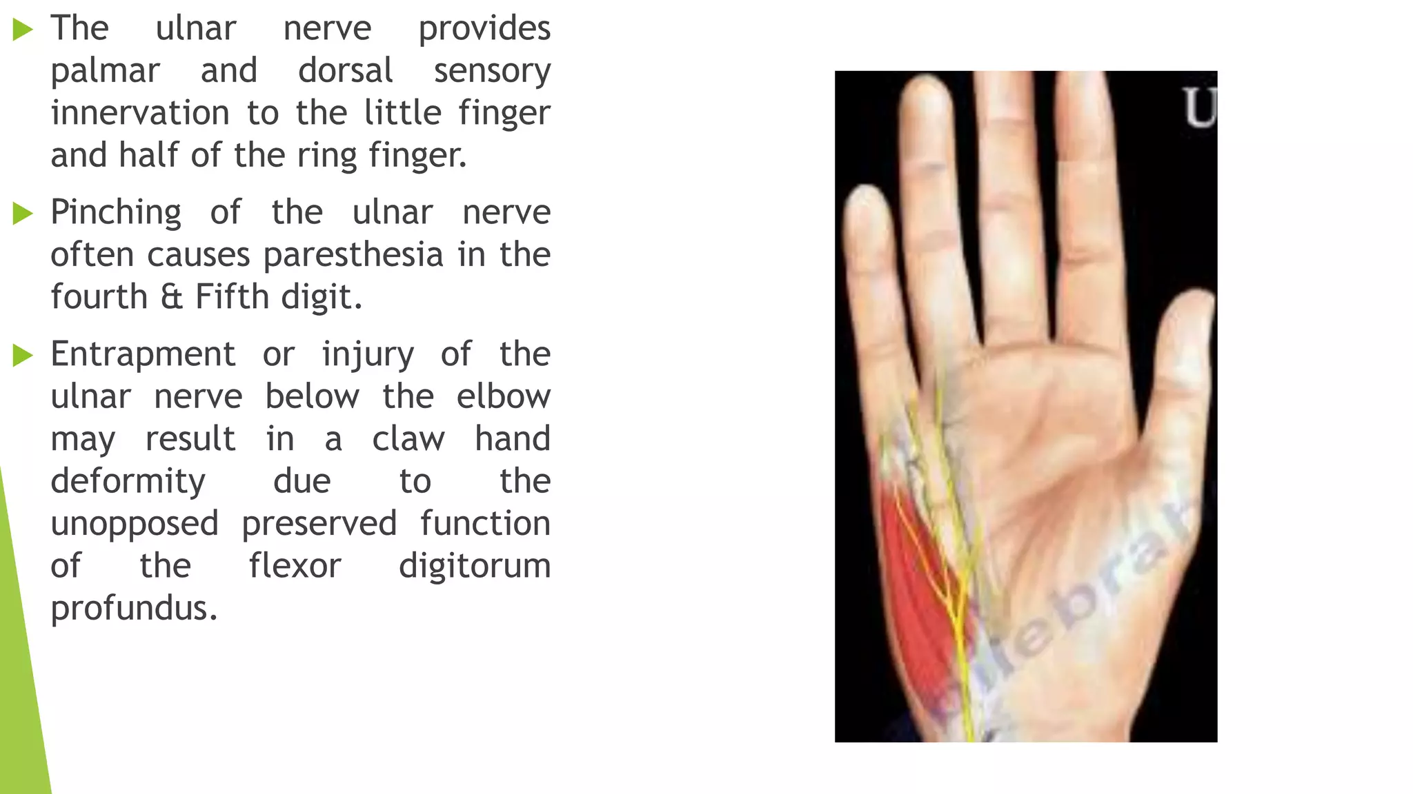 Ulnar nerve | PPT