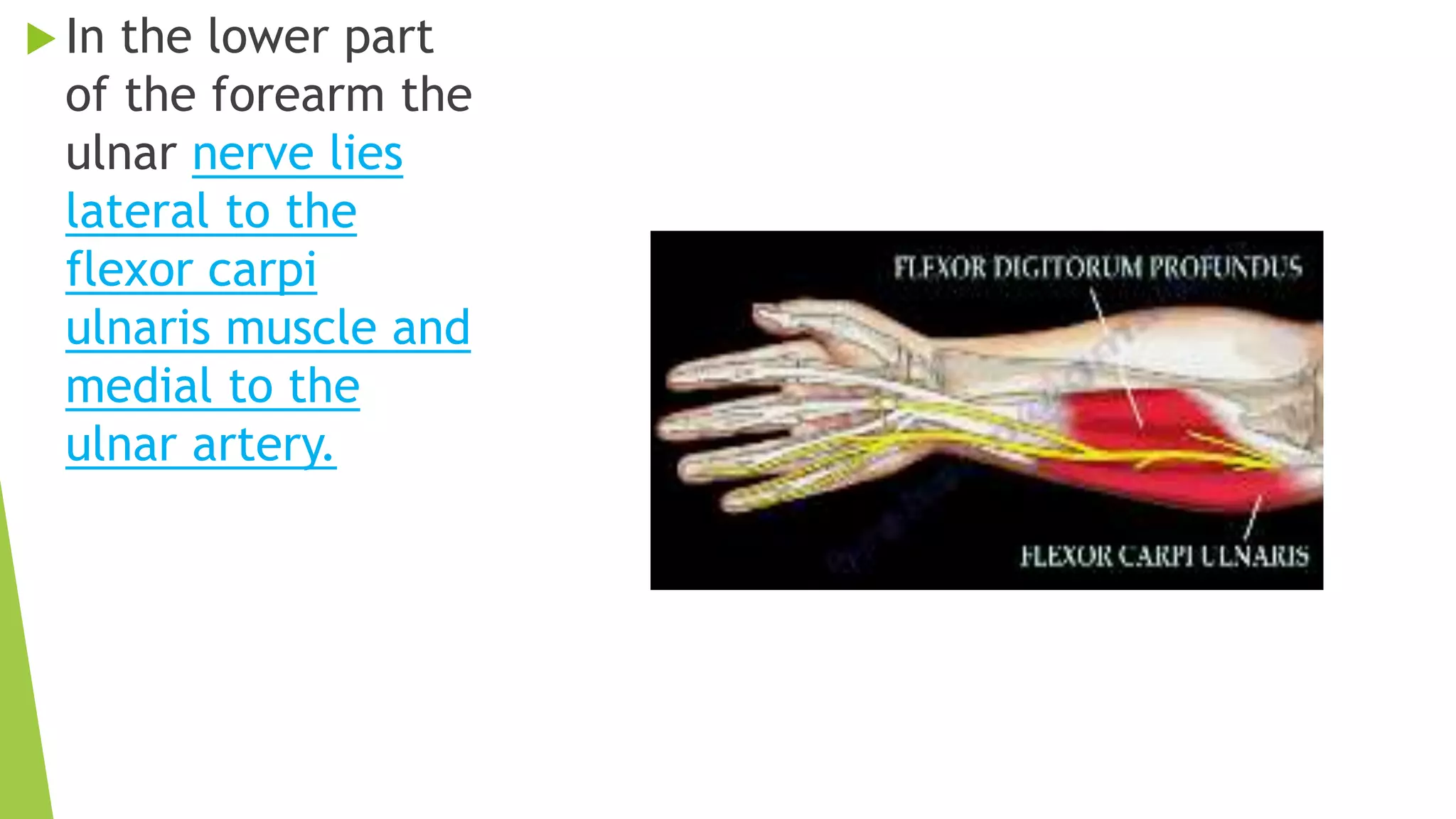 Ulnar nerve | PPT