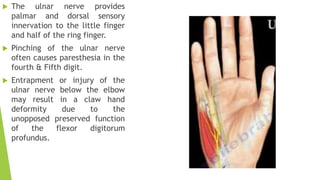 Ulnar nerve | PPT