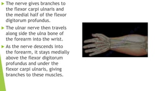 Ulnar nerve | PPTX