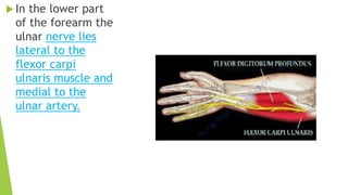 Ulnar nerve | PPT