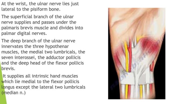 Ulnar nerve | PPT