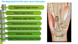 Ulnar nerve | PPTX