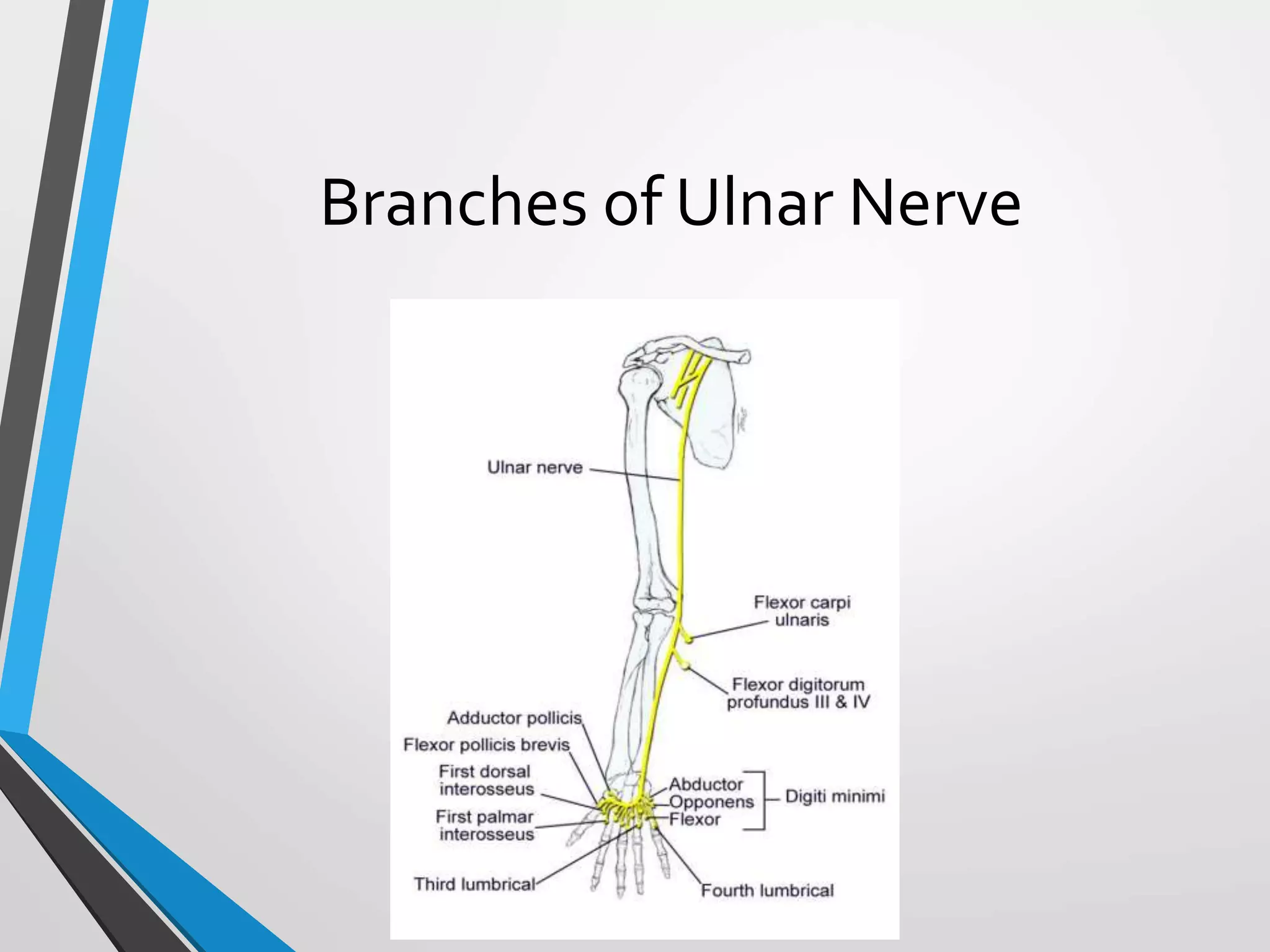 Ulnar Nerve and clinical features | PPTX
