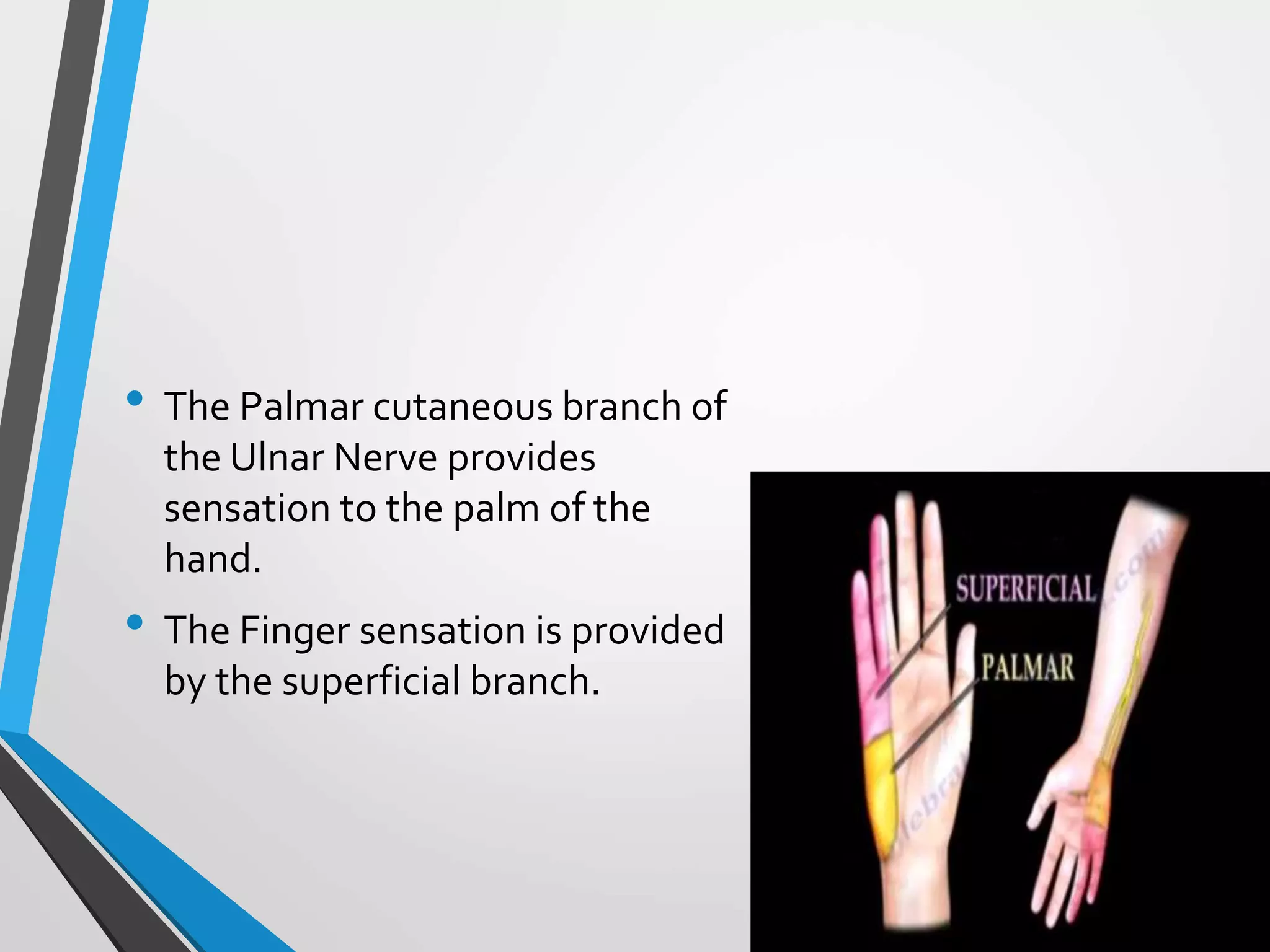 Ulnar Nerve and clinical features | PPTX