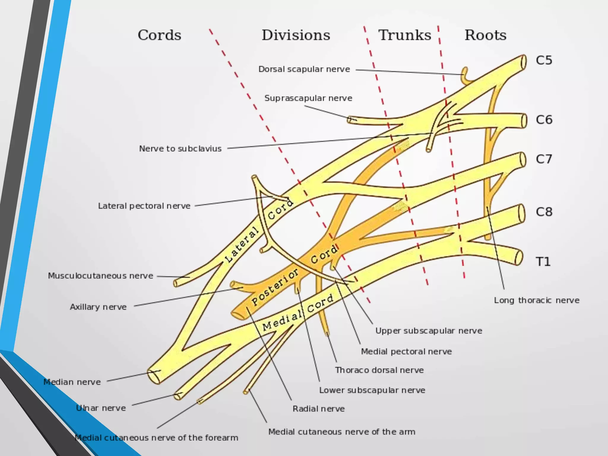 Ulnar Nerve and clinical features | PPTX