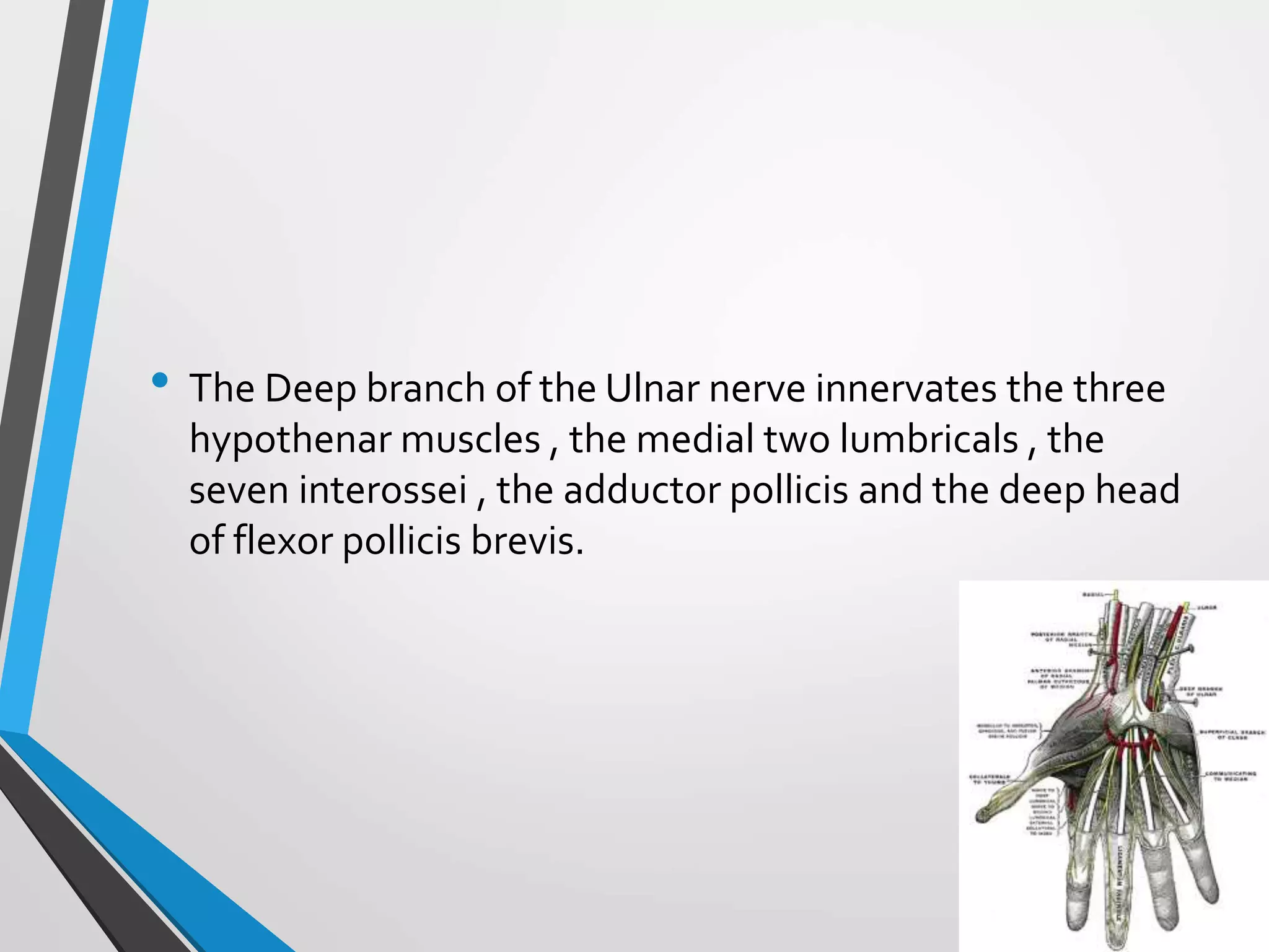 Ulnar Nerve and clinical features | PPTX
