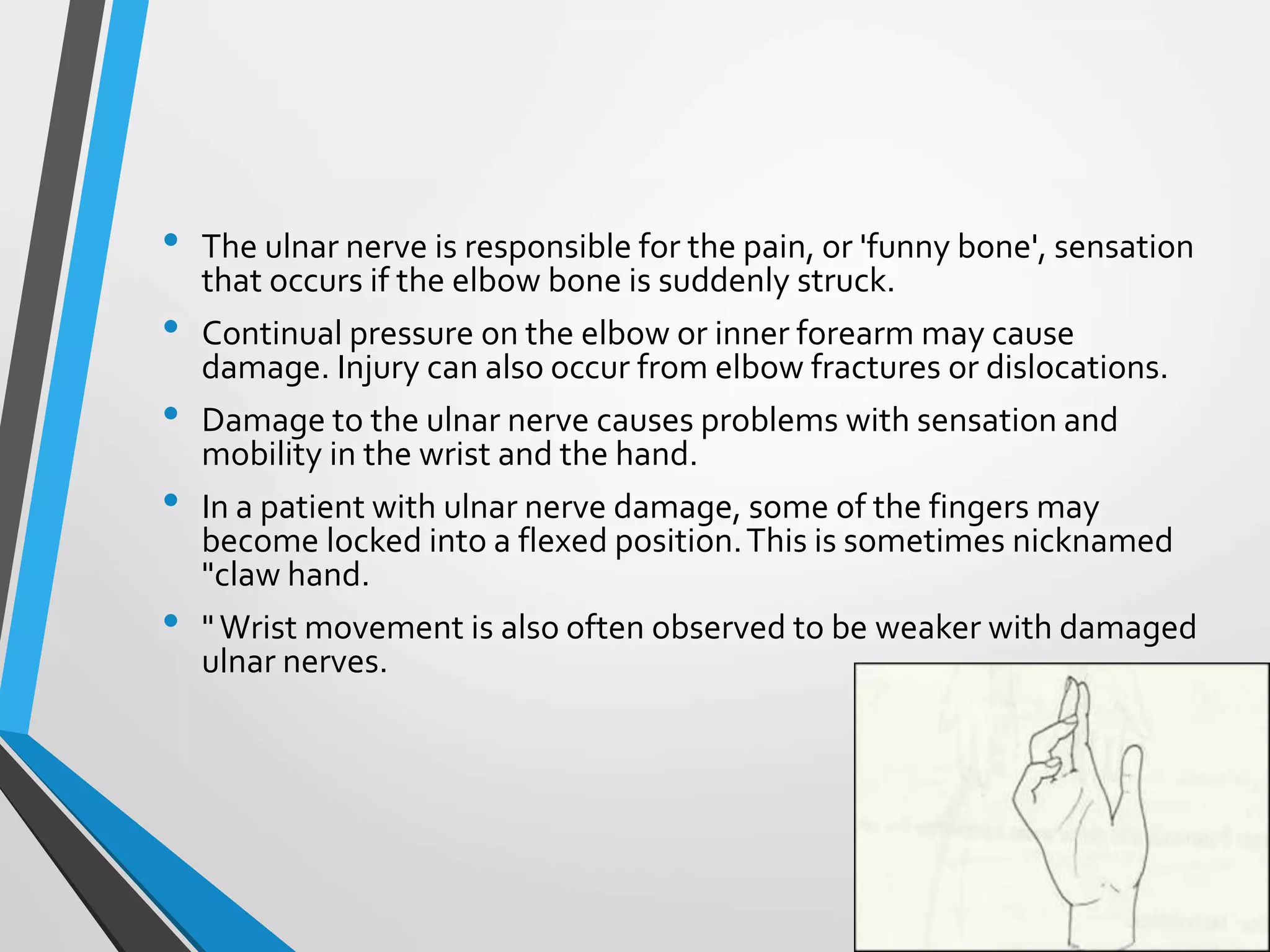 Ulnar Nerve and clinical features | PPTX