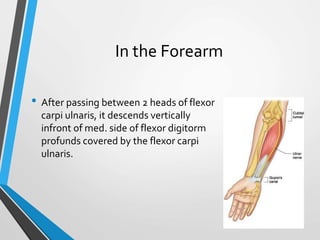 Ulnar Nerve and clinical features | PPTX