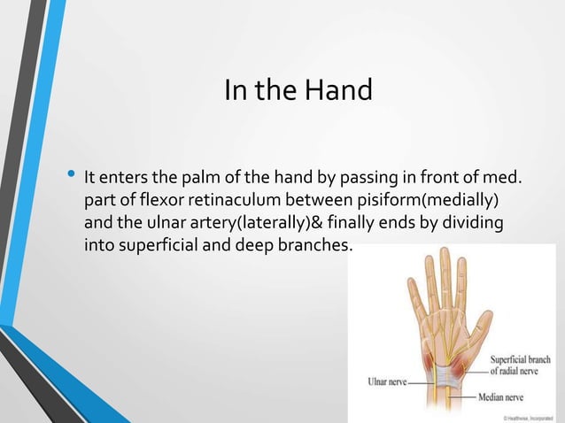 Ulnar Nerve and clinical features | PPTX