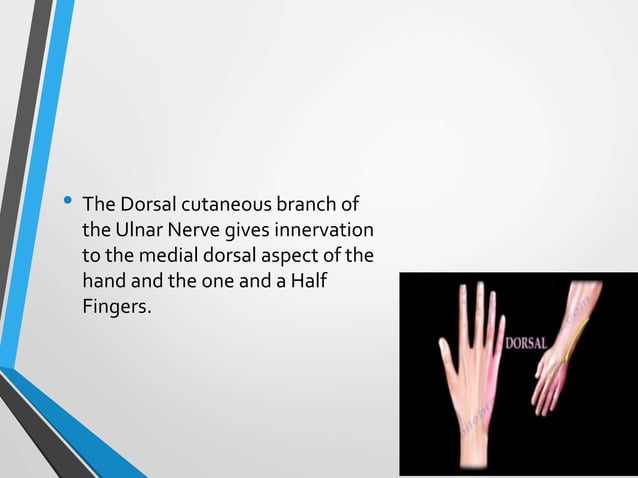 Ulnar Nerve and clinical features | PPTX