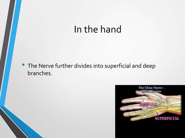 Ulnar Nerve and clinical features | PPTX