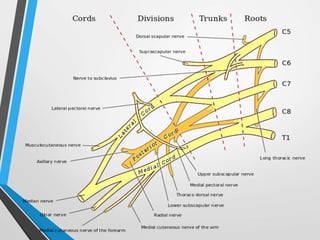 Ulnar Nerve and clinical features | PPTX