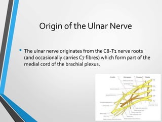 Ulnar Nerve and clinical features | PPTX