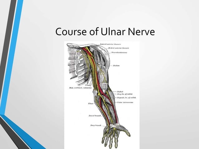 Ulnar Nerve and clinical features | PPTX