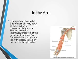 Ulnar Nerve and clinical features | PPTX